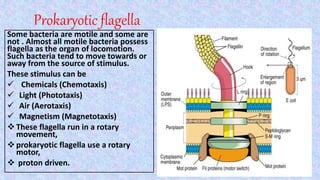 Flagella | PPTX | Biological Sciences | Science