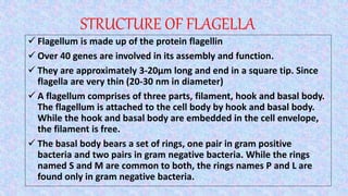 Flagella | PPTX | Biological Sciences | Science