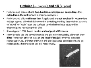 Comprehensive Overview of Bacterial Fimbriae, Pili, and Flagella ...