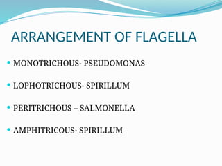 FLAGELLA & FIMBRIAE.pptx flagella motility structure | PPTX