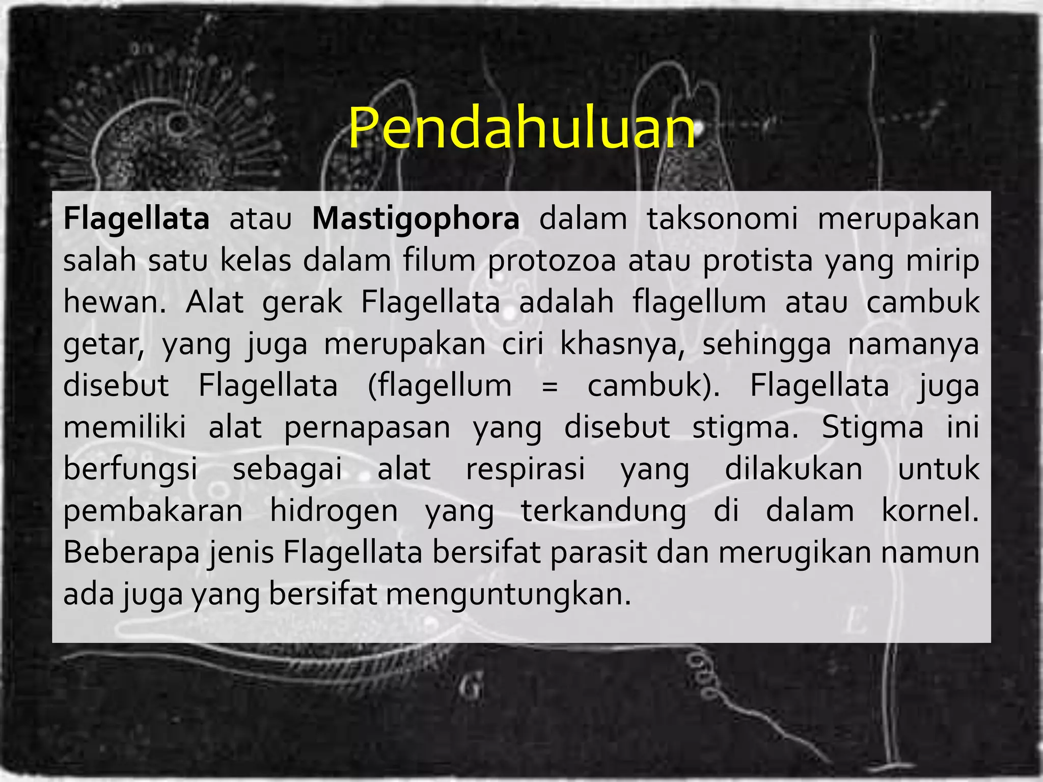 Flagellata | PPTX