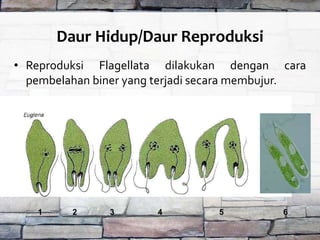 Flagellata | PPTX