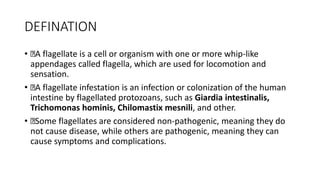 FLAGELLATE INFESTATION.pptxA flagellate is a cell or organism with one ...