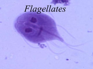 Flagellates