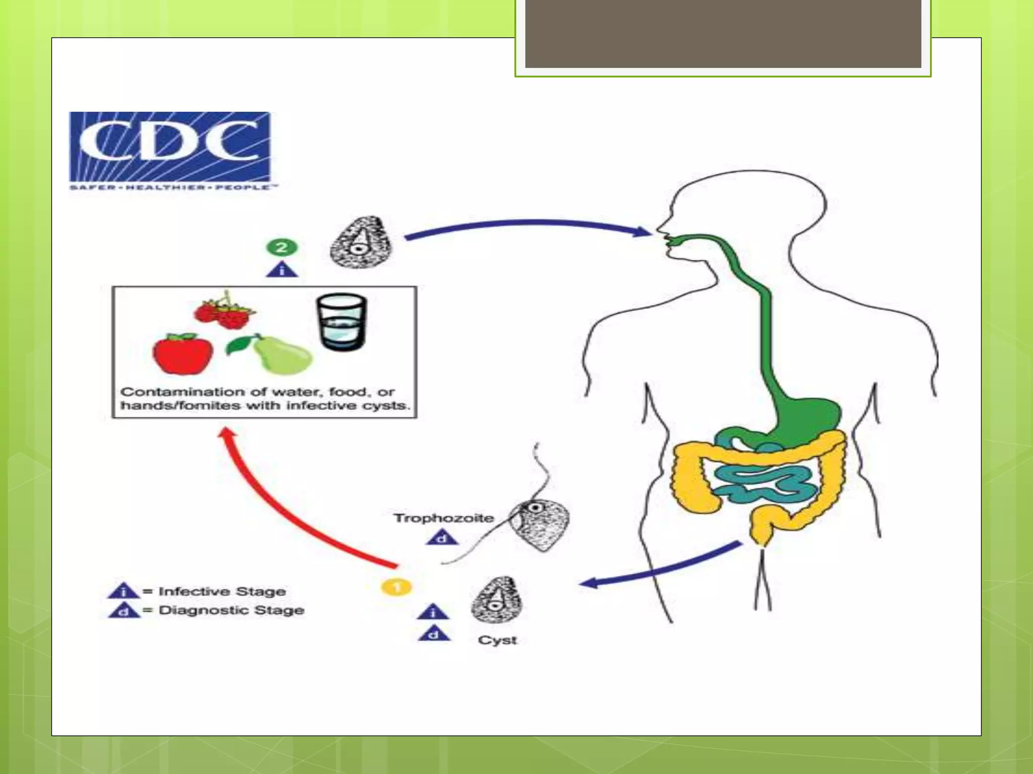 Flagellates | PPTX | Digestive Disorders | Diseases and Conditions