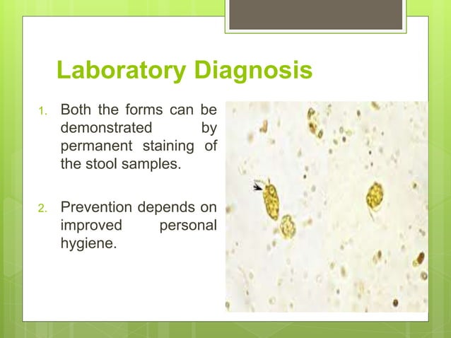 Flagellates | PPTX | Digestive Disorders | Diseases and Conditions