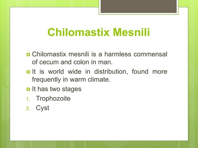 Flagellates | PPTX | Digestive Disorders | Diseases and Conditions