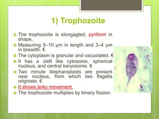 Flagellates | PPTX