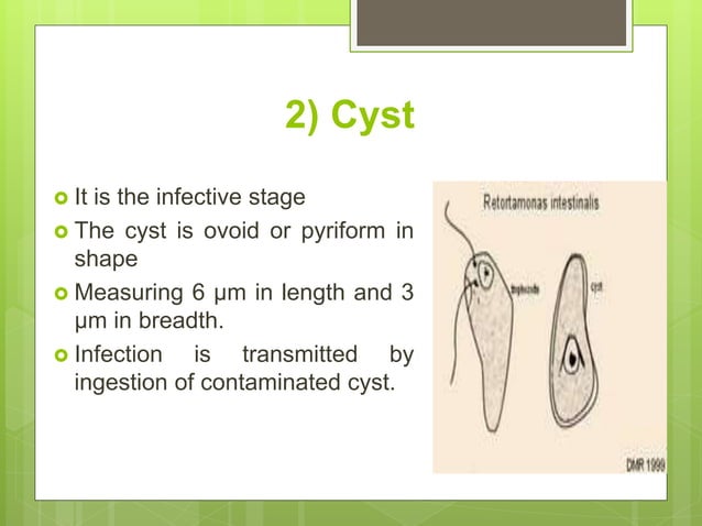 Flagellates | PPTX | Digestive Disorders | Diseases and Conditions