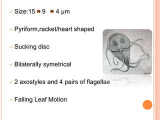 Flagellates parasitology | PPTX