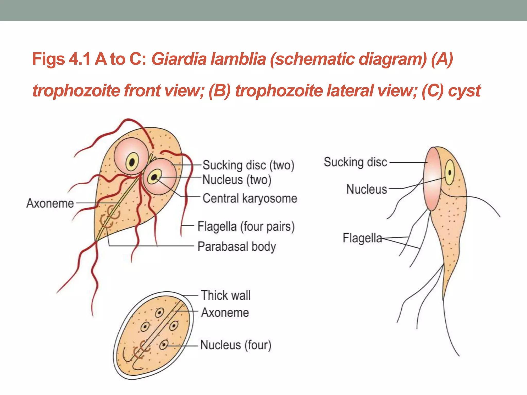 Flagellates—I (Intestinal and Genital). lecture 5 chapter 4 pptx.pptx