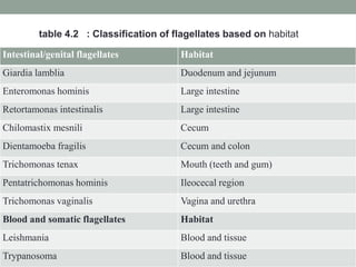 Flagellates—I (Intestinal and Genital). lecture 5 chapter 4 pptx.pptx