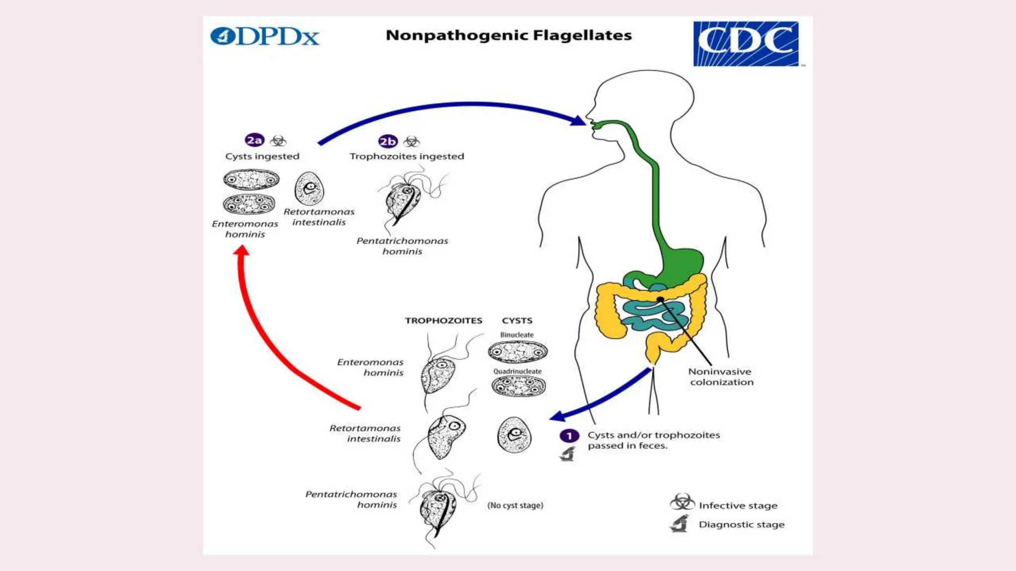 intestinal flagellates parasitology pt2.pptx