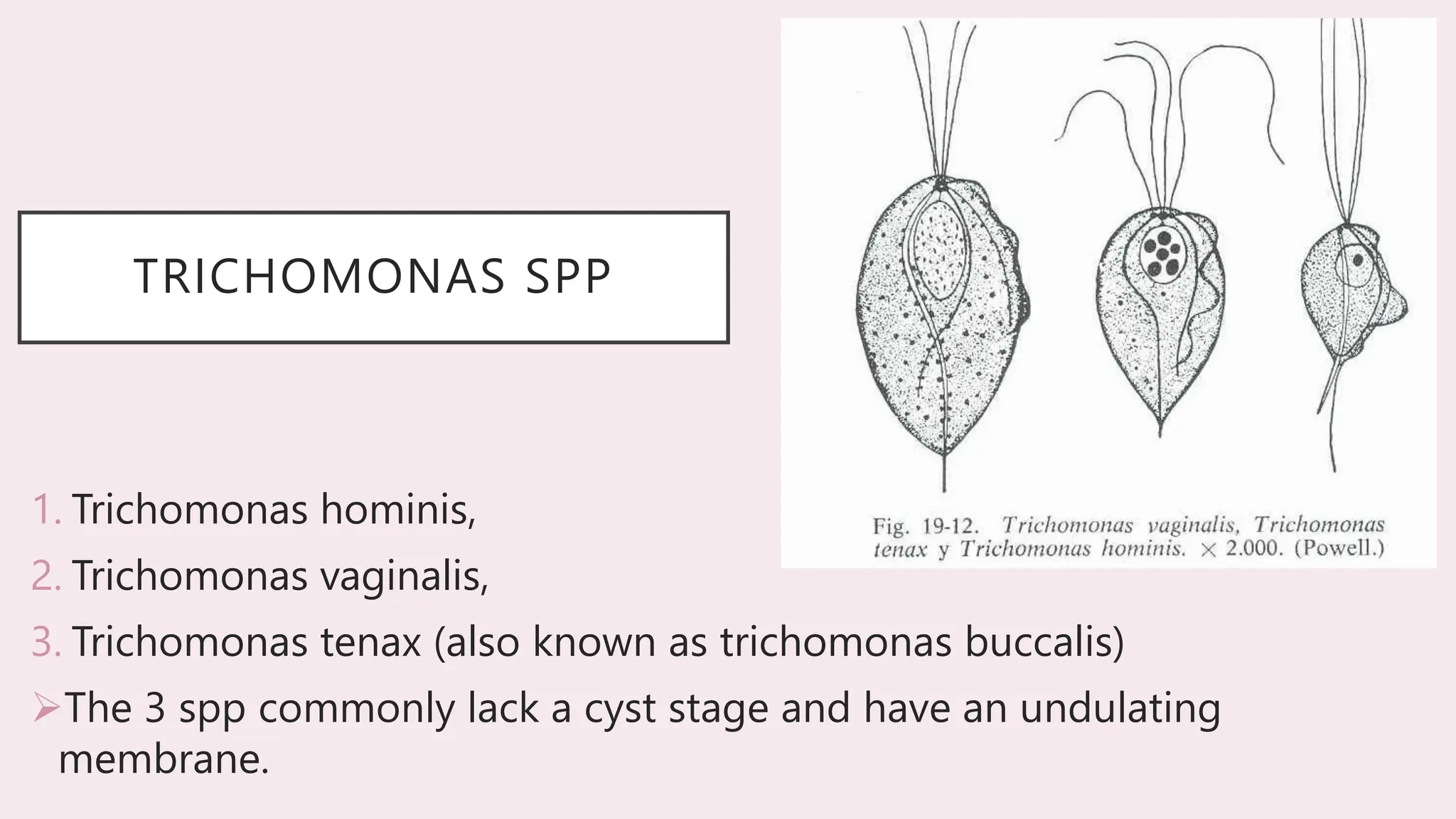 intestinal flagellates parasitology pt2.pptx