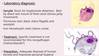 intestinal flagellates parasitology pt2.pptx