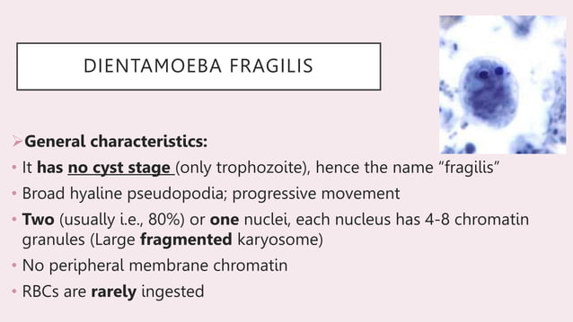 intestinal flagellates parasitology pt2.pptx