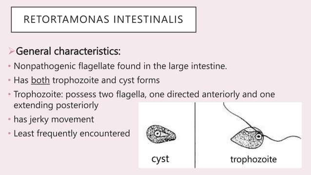 intestinal flagellates parasitology pt2.pptx