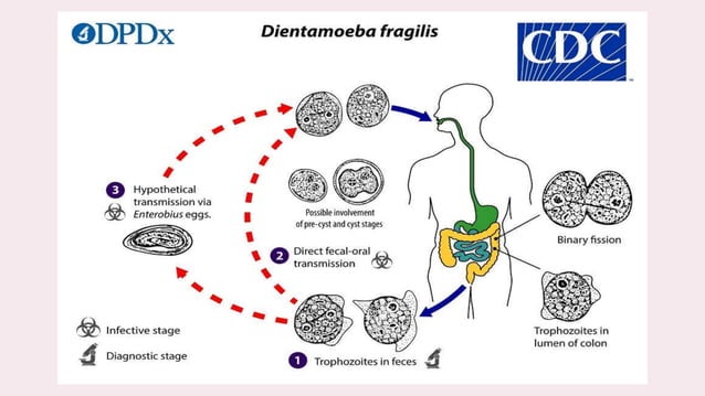 intestinal flagellates parasitology pt2.pptx