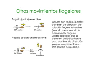 Flagelo bacteriano | PDF
