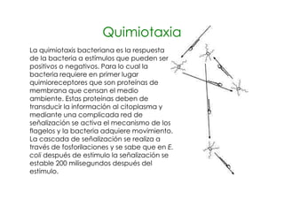 Flagelo bacteriano | PDF