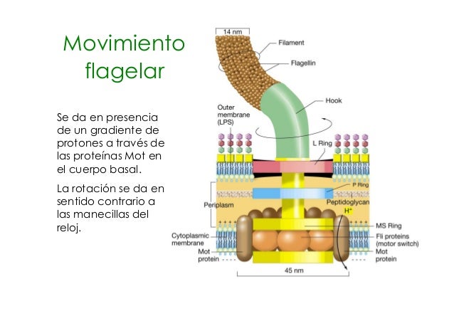 Flagelo bacteriano