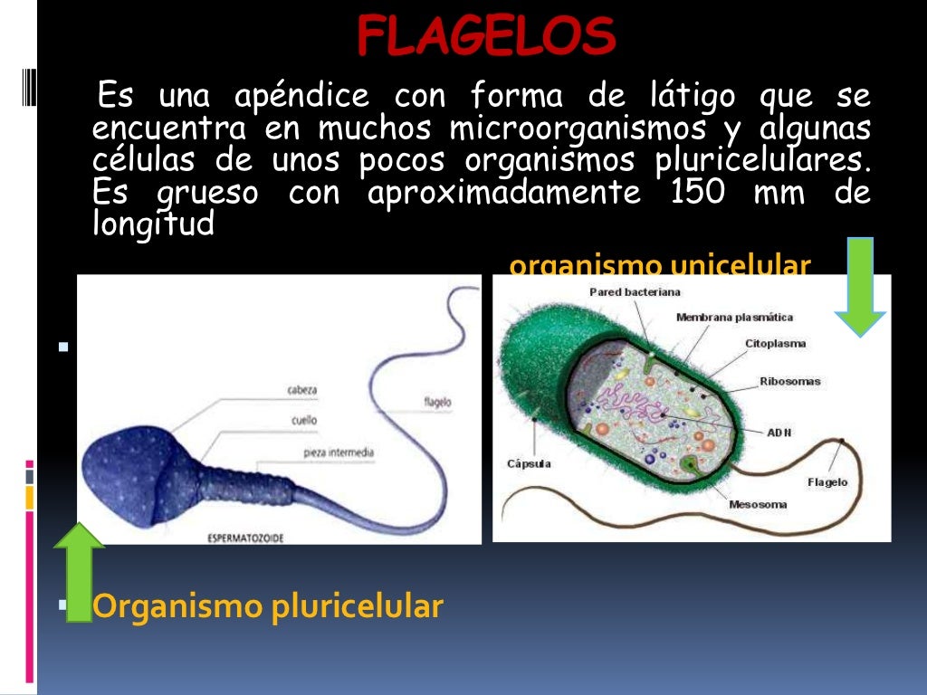 Flagelos y cilios
