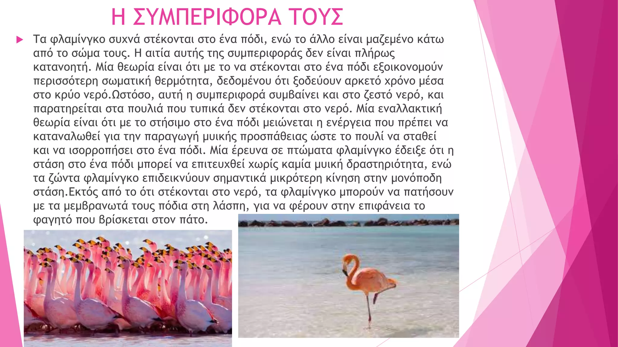 Τα φλαμίγκο | PPTX