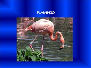 Flamingo | PPT