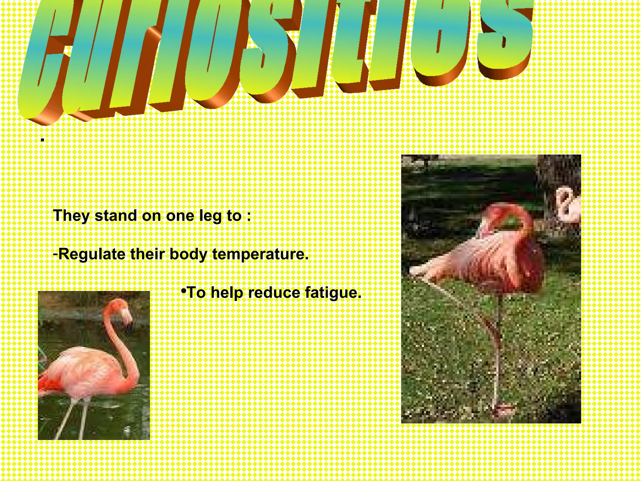 Flamingo | PPT