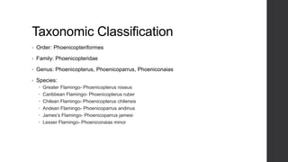 Flamingo presentation | PPTX