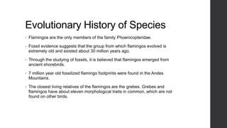 Flamingo presentation | PPTX