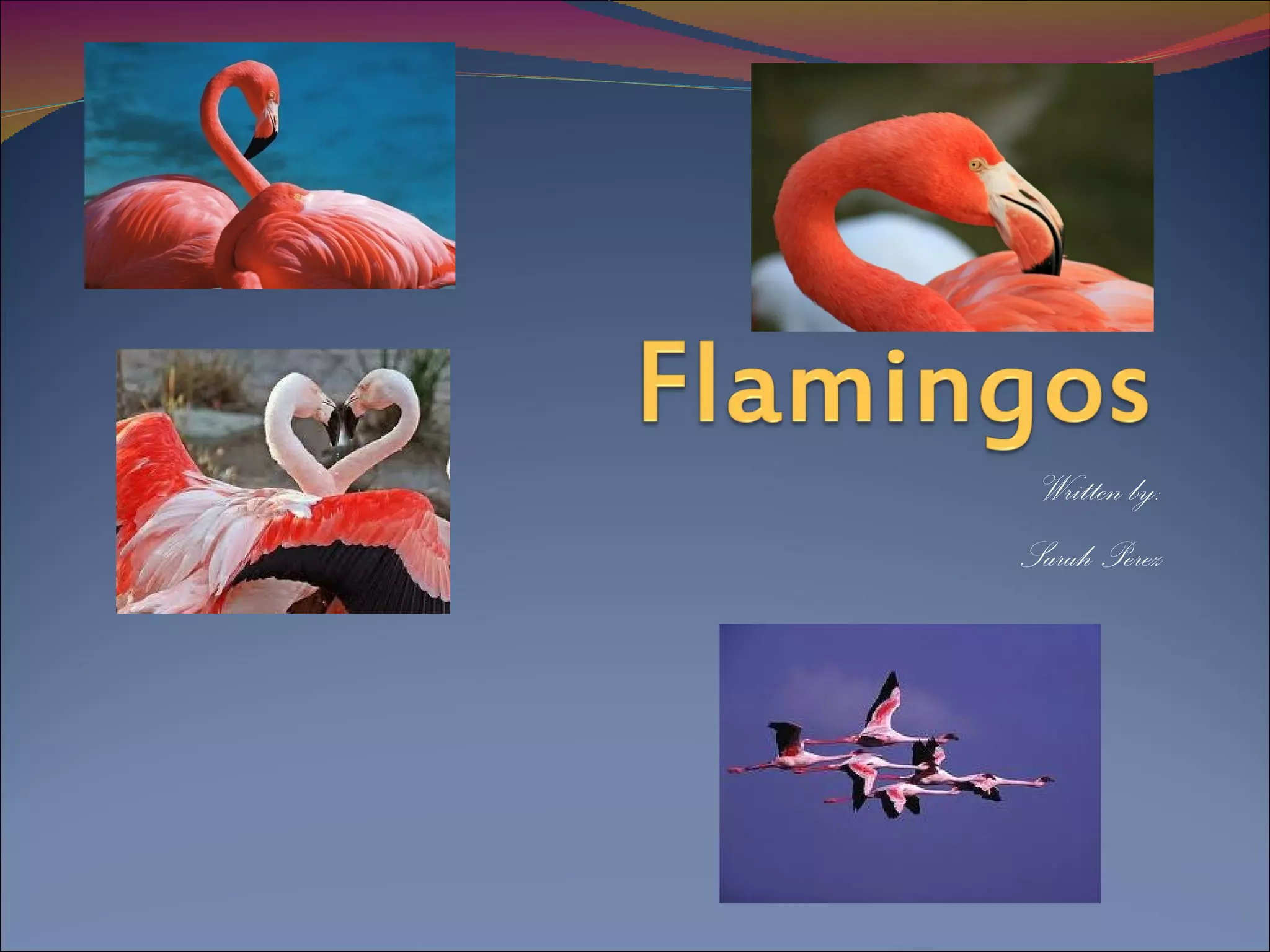 Flamingos | PPT