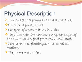 Flamingos | PPT