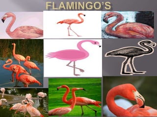 Flamingo’s | PPT