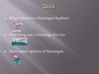 Flamingo’s | PPT