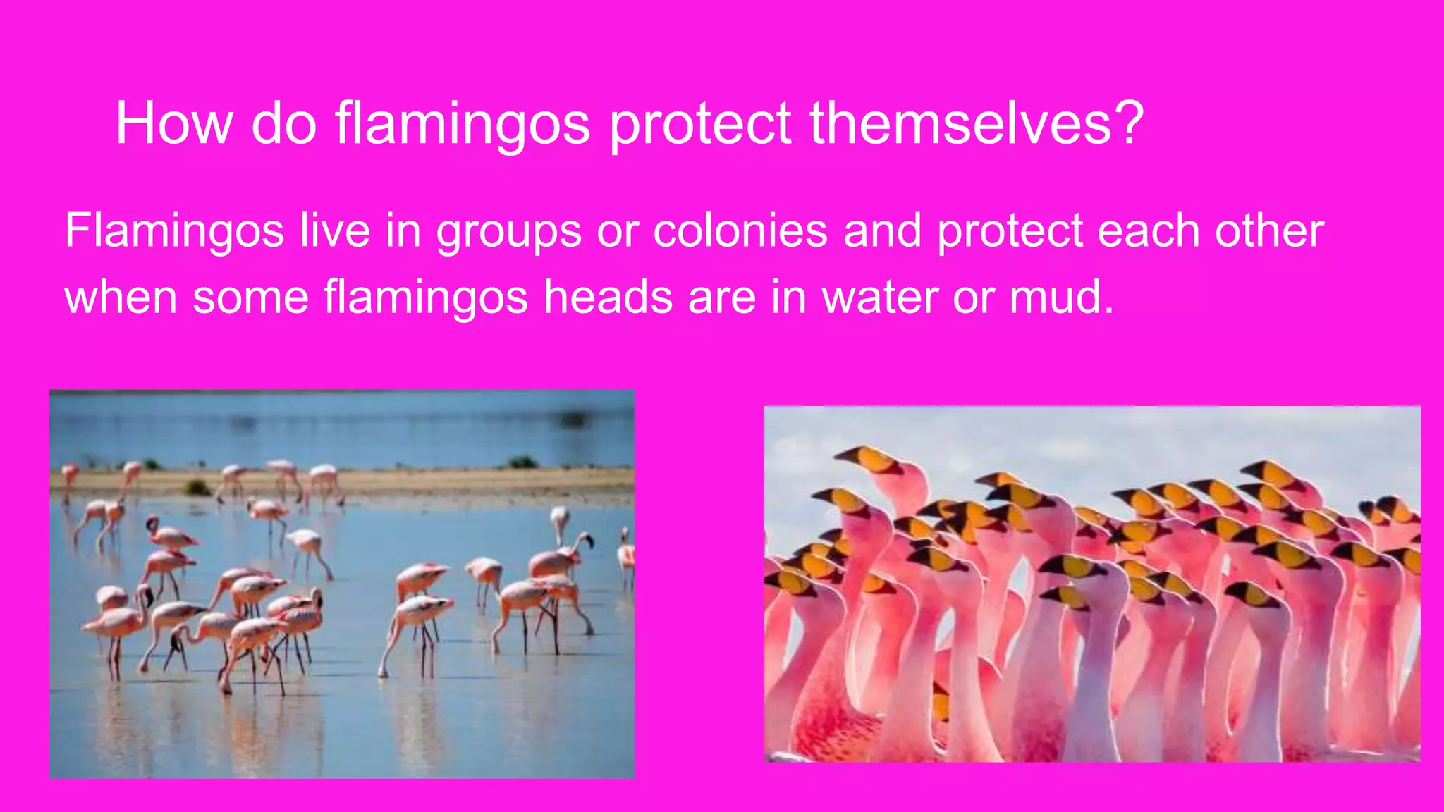 Flamingos | PPTX