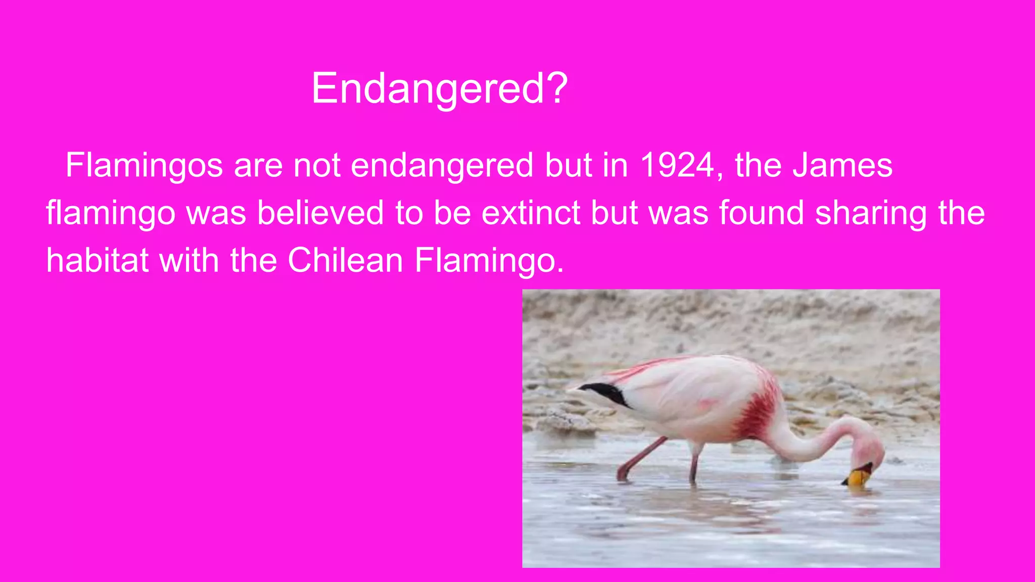 Flamingos | PPTX