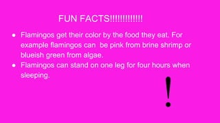 Flamingos | PPTX