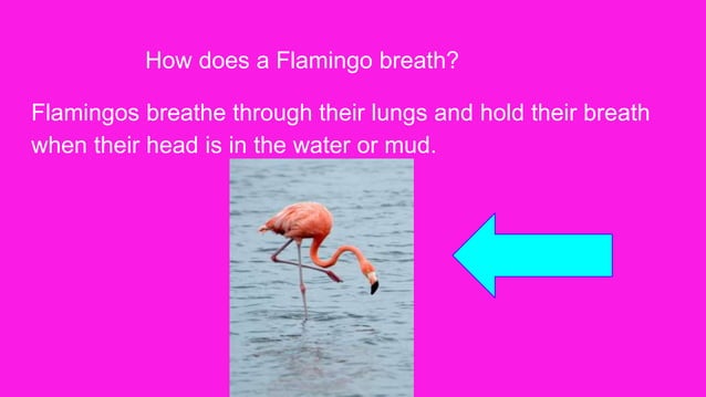 Flamingos | PPT