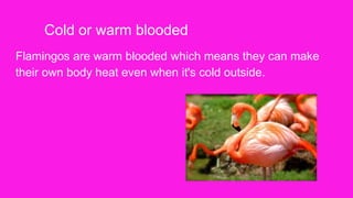 Flamingos | PPTX