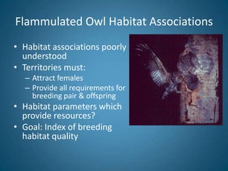 Flammulated Owl Presentation | PPT