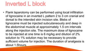 Flank anesthesia in bovine | PPTX