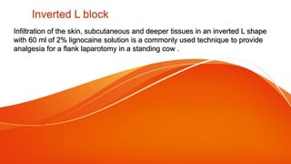 Flank anesthesia in bovine | PPT