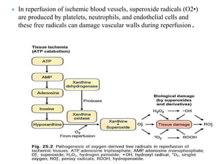 Flap physiology | PPTX