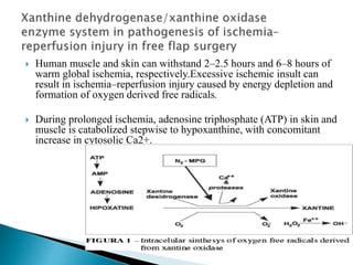 Flap physiology | PPTX