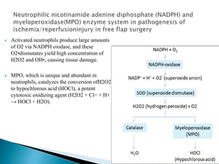 Flap physiology | PPTX