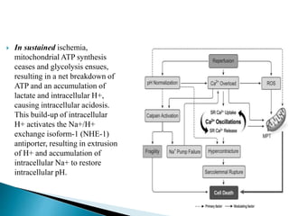 Flap physiology | PPTX