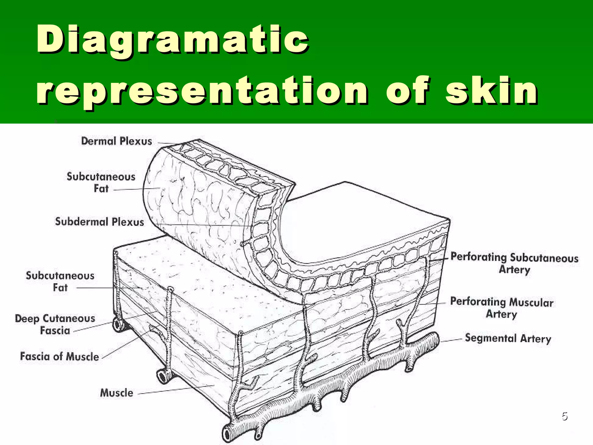 Flaps in orthopaedics | PPT