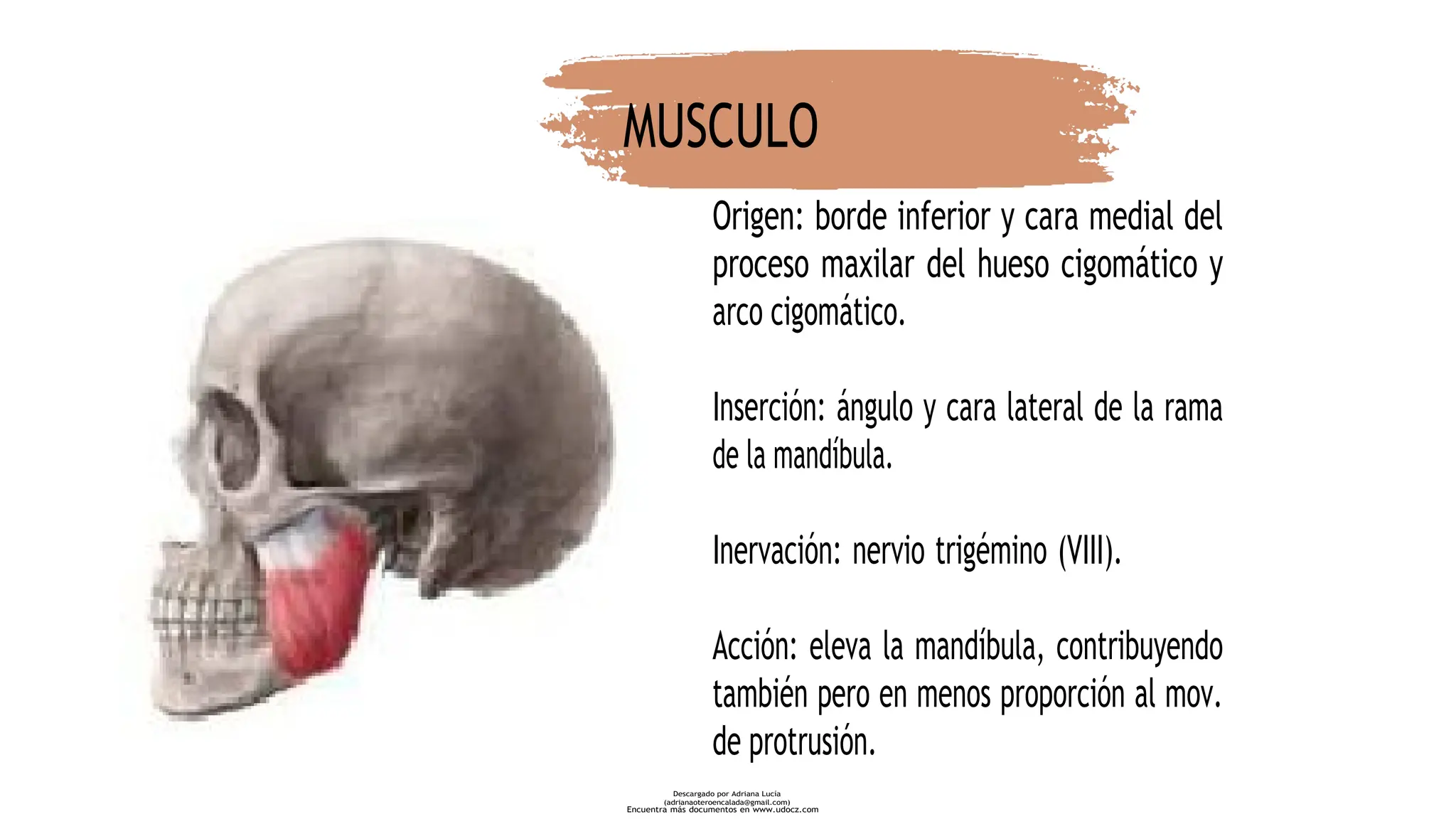 flashcard-de-musculo-395432-downloadable-6831345.docx