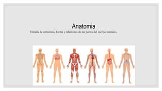 FLASHCARDS DE ANATOMIA 2024.........pptx